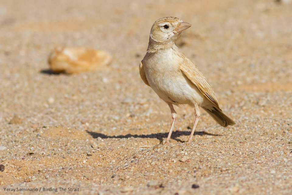 Birding Trip to the Bay of Dakhla and Aousserd Region – Part II ...