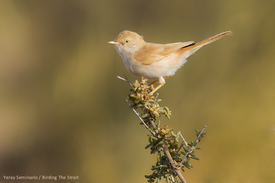 Birding Trip to the Bay of Dakhla and Aousserd Region – Part II ...