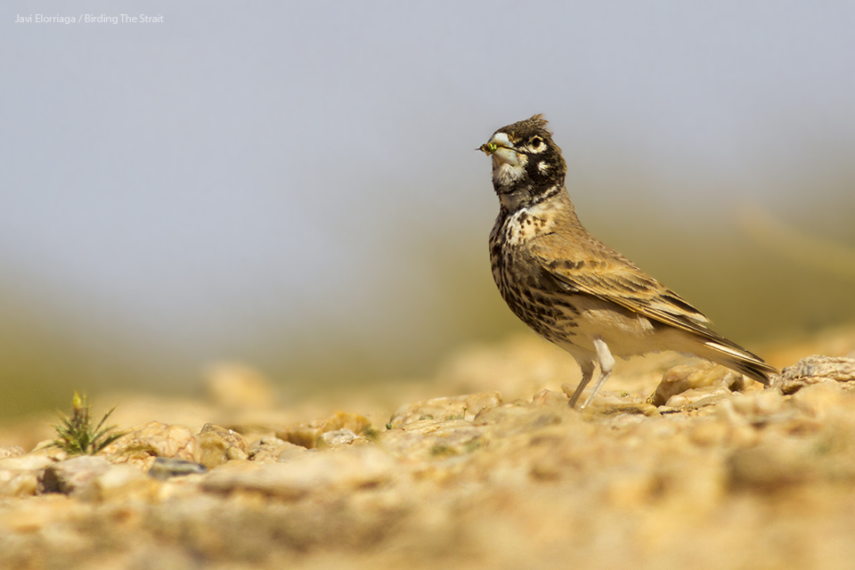 Birding Trip to the Bay of Dakhla and Aousserd Region – Part II ...
