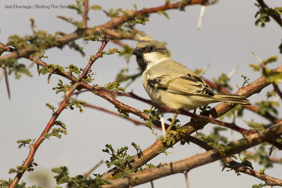 Birding Trip to the Bay of Dakhla and Aousserd Region – Part II ...