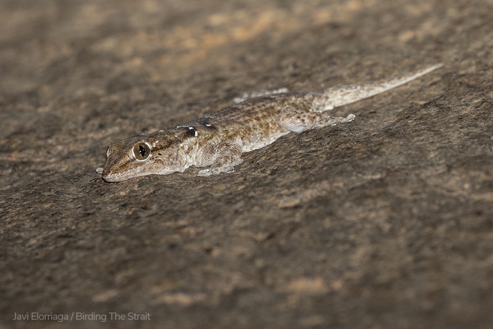 Private Wildlife Tour: Sand Cat in the Western Sahara - Birding the Strait