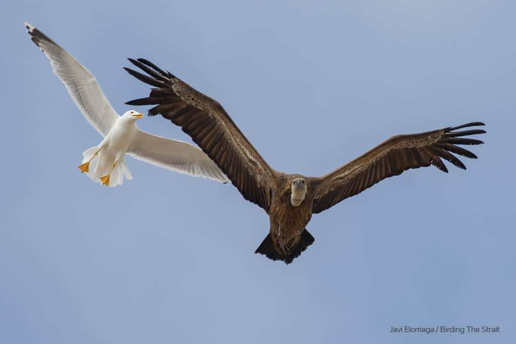 Griffon Vulture migration in Tarifa and angry gulls - Birding the Strait