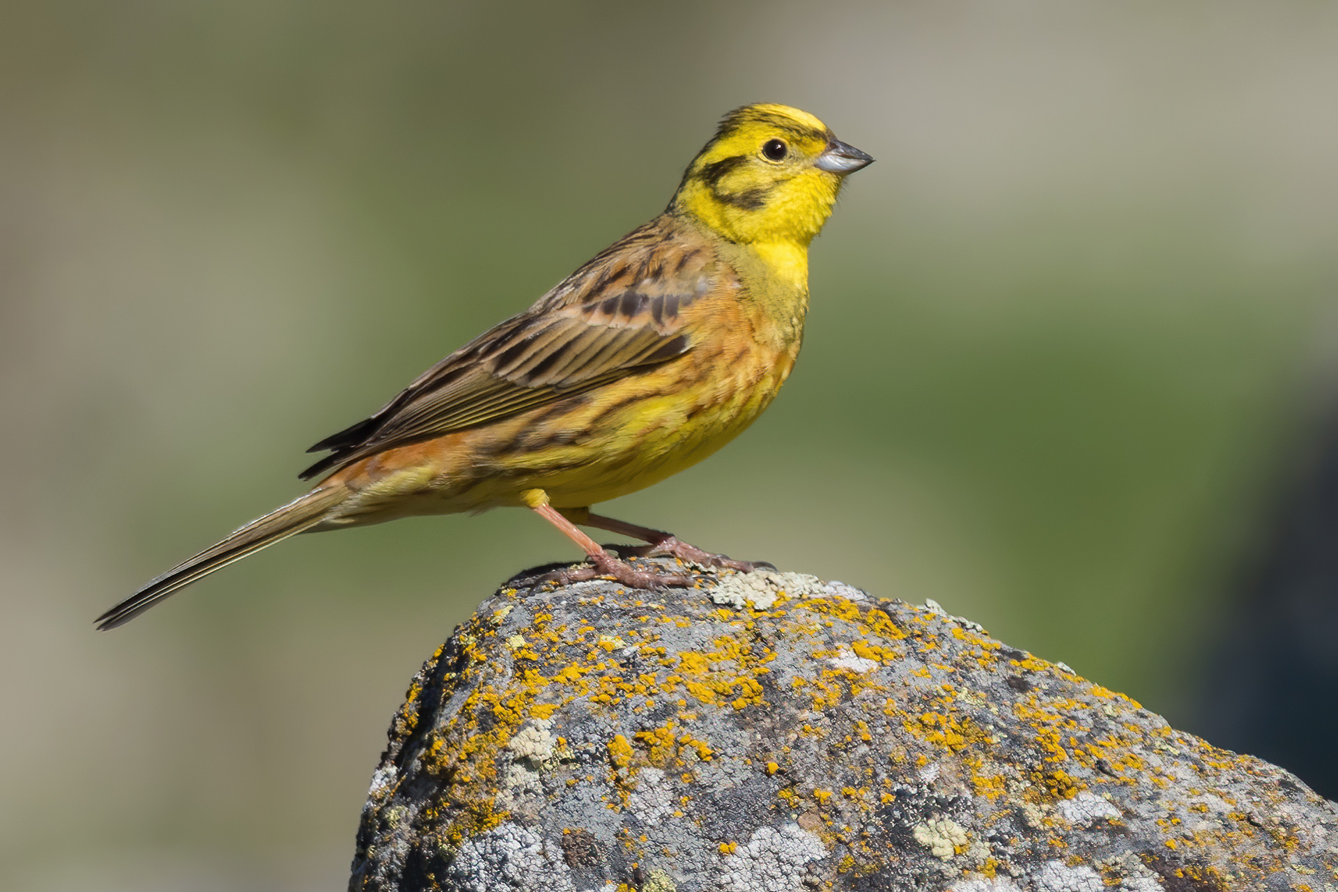 Birding Tour in the Pyrenees - Birding the Strait
